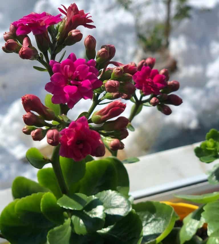 Kalanchoe Propagation Made Simple: A Foolproof Guide for Success ...