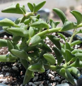 Step-by-Step: Propagating String of Dolphins | Succulent Alley