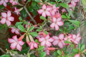 Pruning Desert Rose: A Comprehensive How-To | Succulent Alley