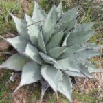 90 Types of Agave Plants With Names and Pictures | Succulent Alley
