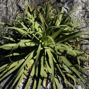 90 Types of Agave Plants With Names and Pictures | Succulent Alley