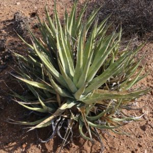 90 Types of Agave Plants With Names and Pictures | Succulent Alley