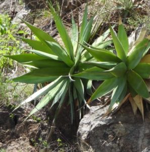 90 Types of Agave Plants With Names and Pictures | Succulent Alley