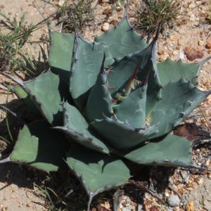 90 Types of Agave Plants With Names and Pictures | Succulent Alley