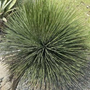 90 Types of Agave Plants With Names and Pictures | Succulent Alley