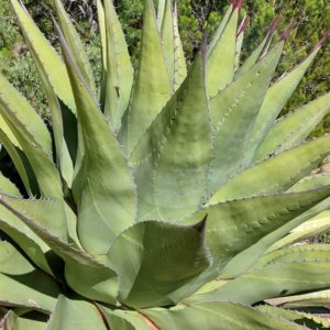 90 Types of Agave Plants With Names and Pictures | Succulent Alley