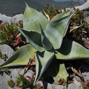 90 Types of Agave Plants With Names and Pictures | Succulent Alley