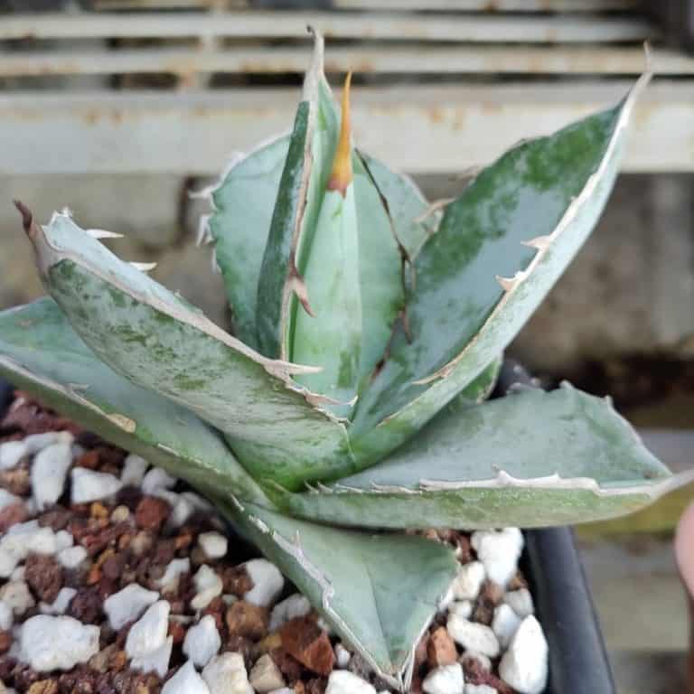 Agave titanota 'White Ice' - The Frosty Beauty Your Garden Needs ...