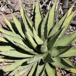 90 Types of Agave Plants With Names and Pictures | Succulent Alley