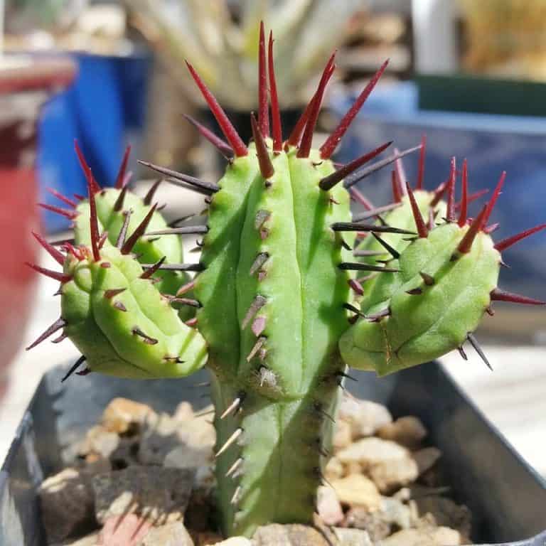 Bored with Your Garden? Euphorbia enopla Will Blow Your Mind ...