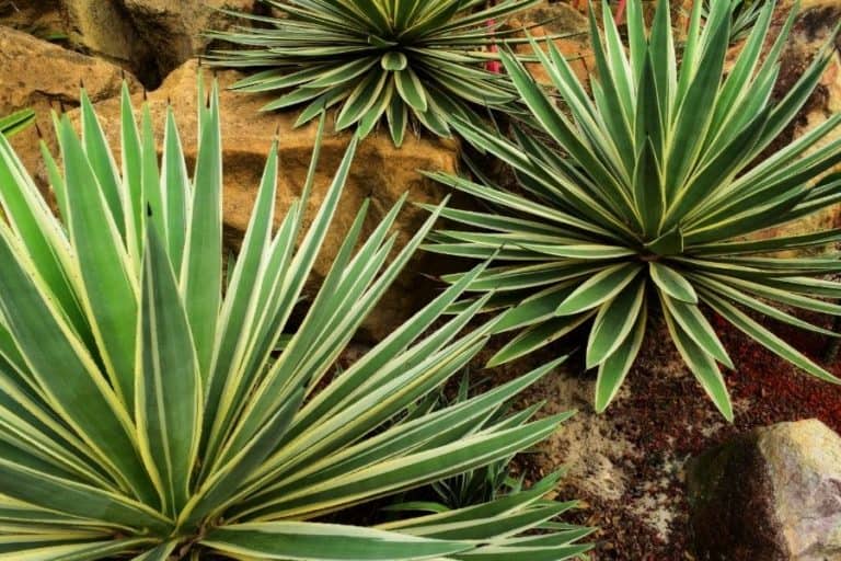 90 Types of Agave Plants With Names and Pictures | Succulent Alley