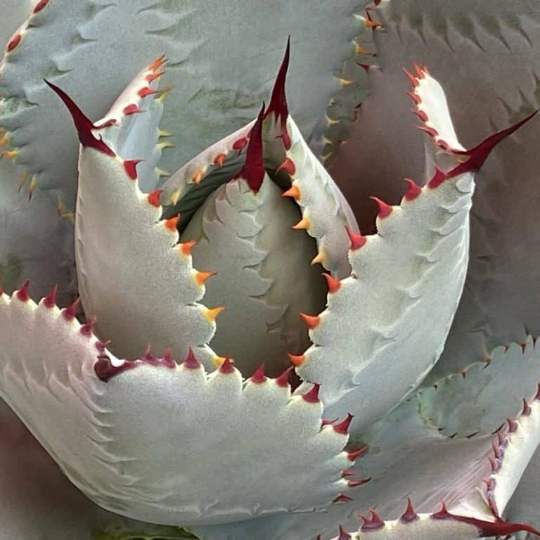 Agave pygmaea Dragon Toes: Characteristics and Care | Succulent Alley