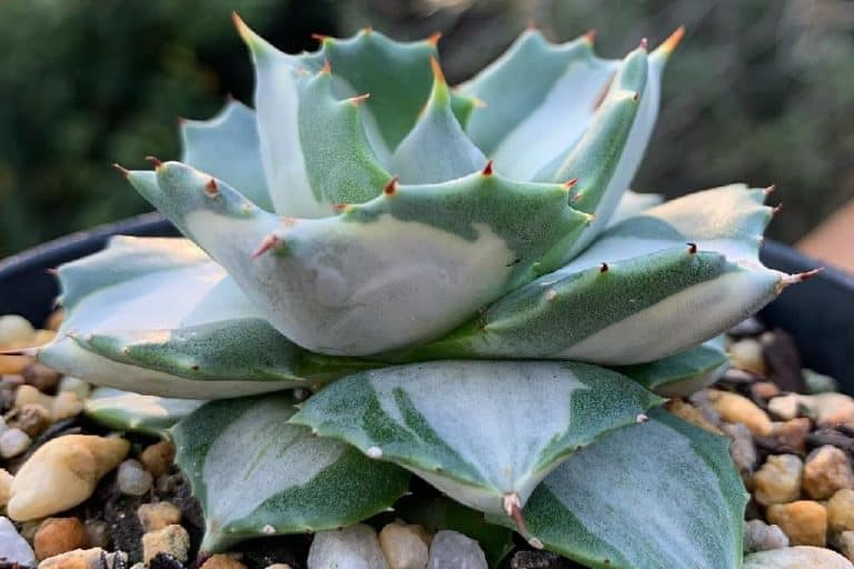 Agave isthmensis: Characteristics and Care | Succulent Alley