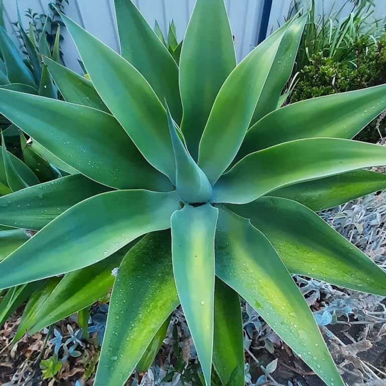 Fox Tail Agave: Characteristics and Care | Succulent Alley