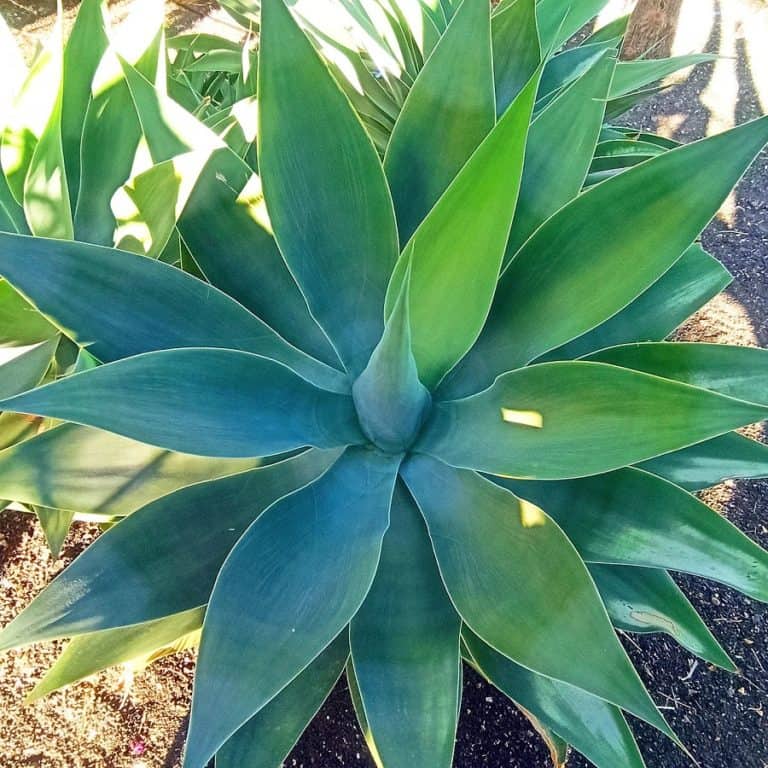 Fox Tail Agave: Characteristics and Care | Succulent Alley