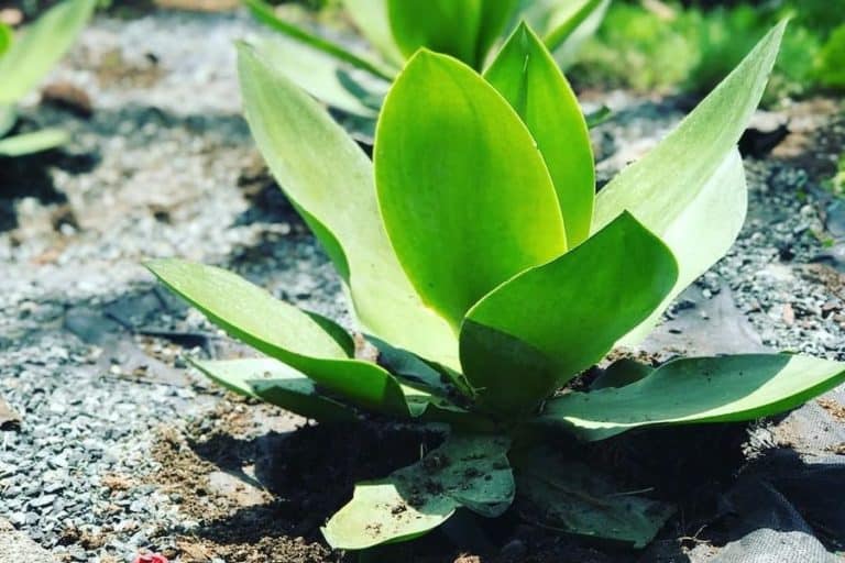 90 Types of Agave Plants With Names and Pictures | Succulent Alley