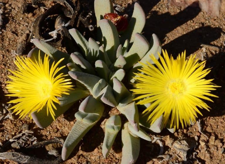 16 Cheiridopsis Varieties:Identification and Care Guide | Succulent Alley