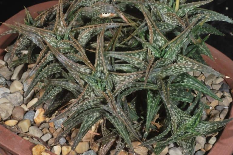 50+ Stunning Aloe Species That Double As Living Art | Succulent Alley