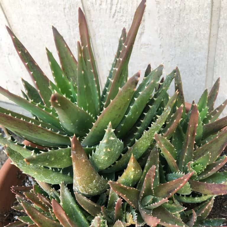 Gold Tooth Aloe: Characteristics and Care | Succulent Alley