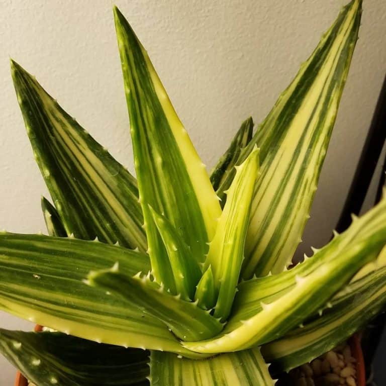 Gold Tooth Aloe: Characteristics and Care | Succulent Alley