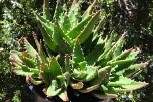 Gold Tooth Aloe: Characteristics and Care | Succulent Alley