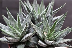 20 Types of Haworthia Succulents: A Comprehensive Guide | Succulent Alley
