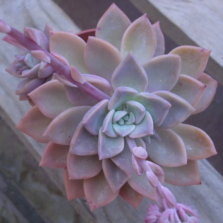 20 Graptoveria Varieties: Identification and Care Guide | Succulent Alley