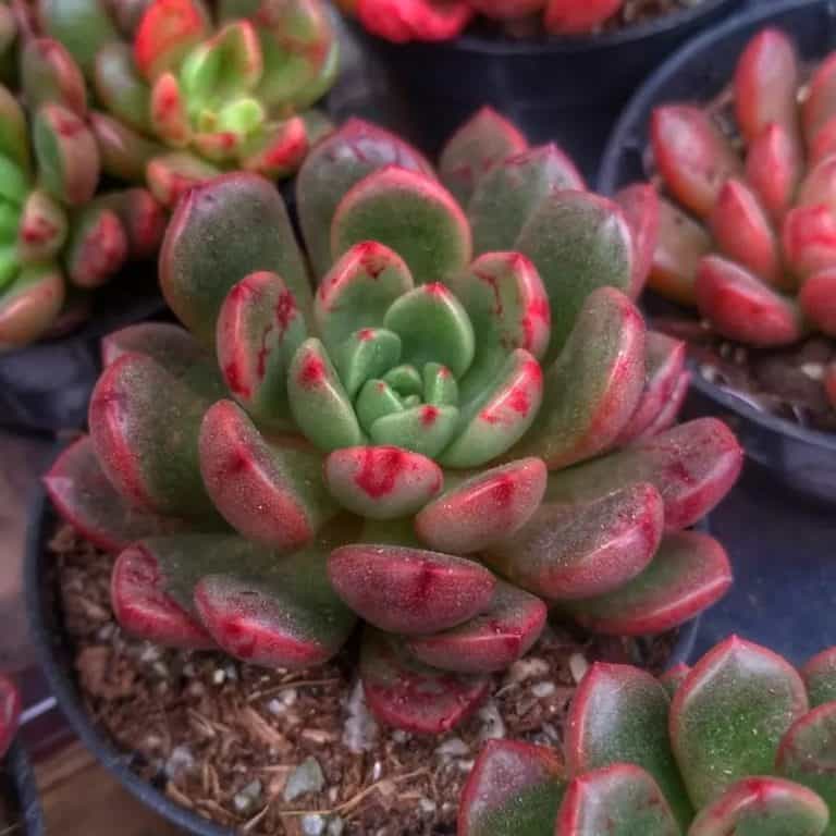 20 Graptoveria Varieties: Identification and Care Guide | Succulent Alley