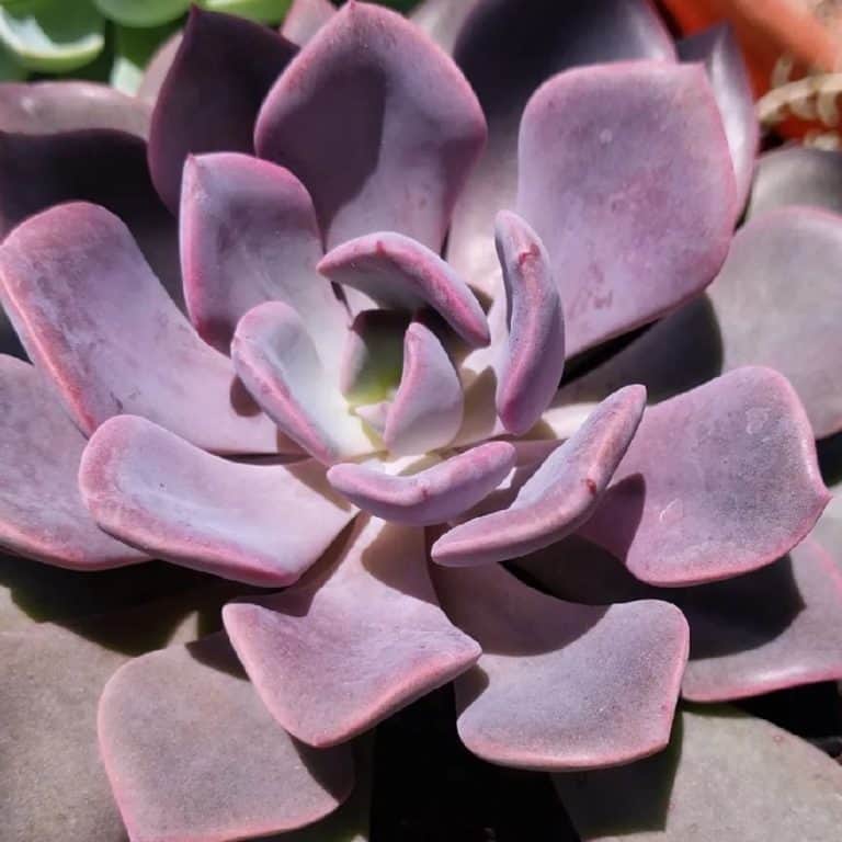 20 Graptoveria Varieties: Identification and Care Guide | Succulent Alley