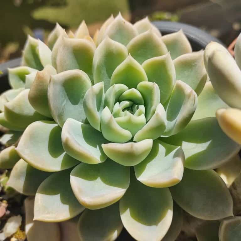 20 Graptoveria Varieties: Identification and Care Guide | Succulent Alley