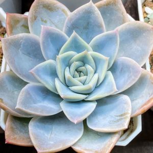 20 Graptoveria Varieties: Identification and Care Guide | Succulent Alley
