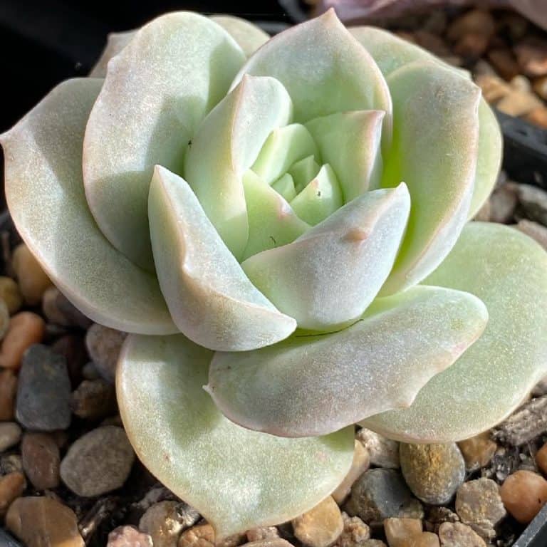 20 Graptoveria Varieties: Identification and Care Guide | Succulent Alley