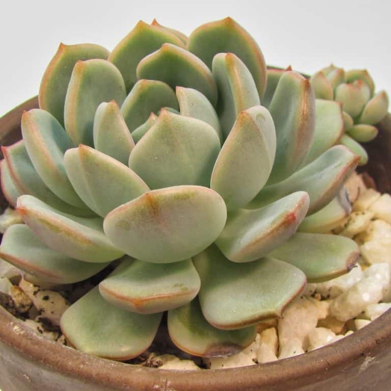 20 Graptoveria Varieties: Identification and Care Guide | Succulent Alley