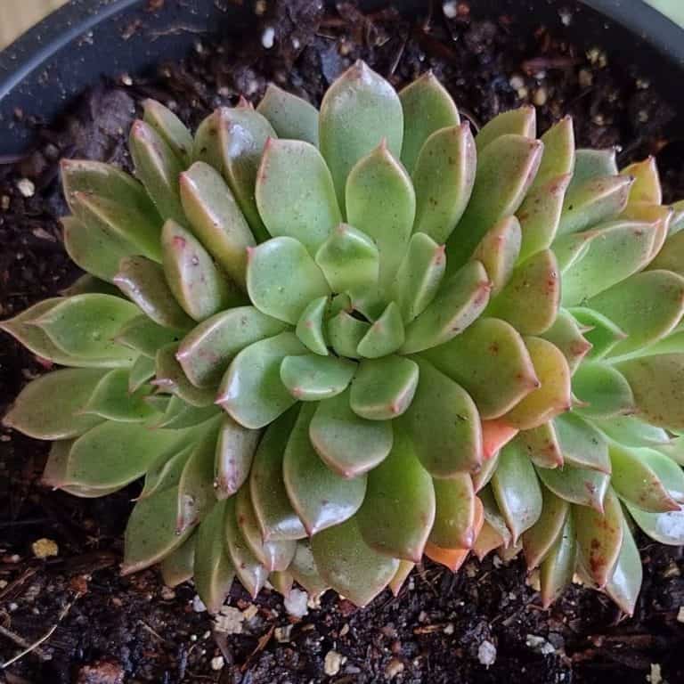 20 Graptoveria Varieties: Identification and Care Guide | Succulent Alley