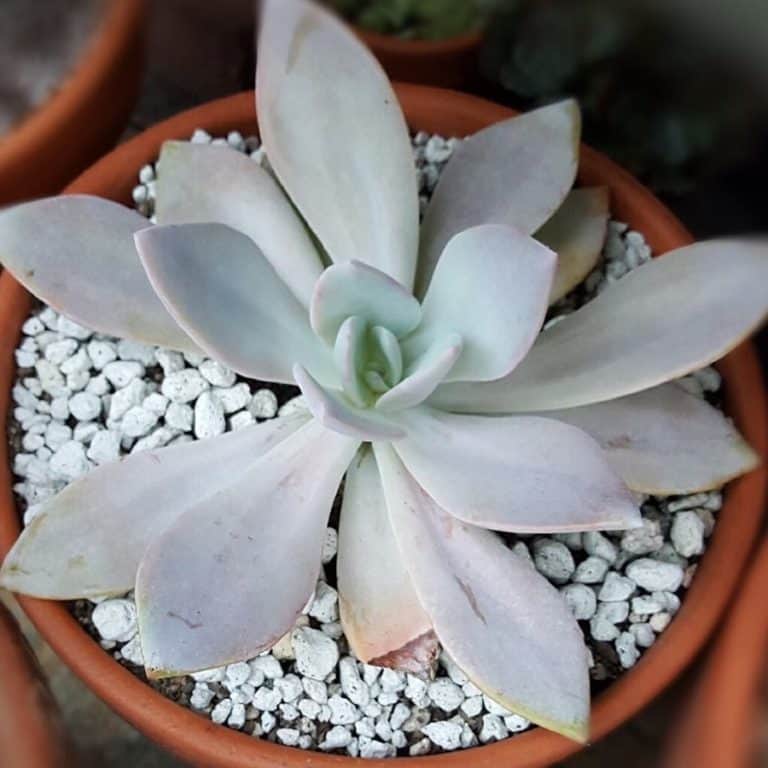 20 Graptoveria Varieties: Identification and Care Guide | Succulent Alley