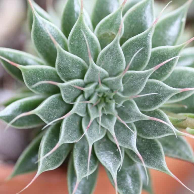 20 Graptoveria Varieties: Identification and Care Guide | Succulent Alley