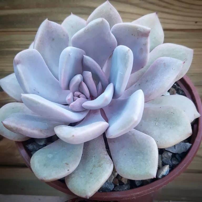 20 Graptoveria Varieties: Identification and Care Guide | Succulent Alley