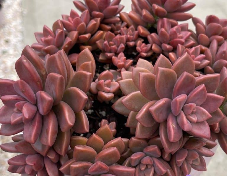 5 Graptosedum Varieties: Identification and Care Guide | Succulent Alley