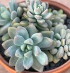 5 Graptosedum Varieties: Identification and Care Guide | Succulent Alley