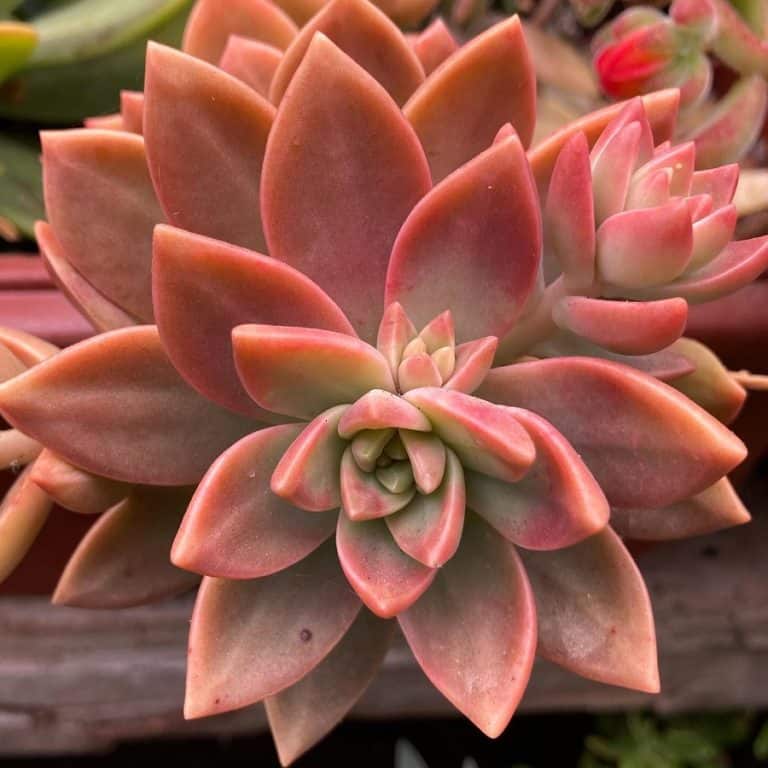 5 Graptosedum Varieties: Identification and Care Guide | Succulent Alley