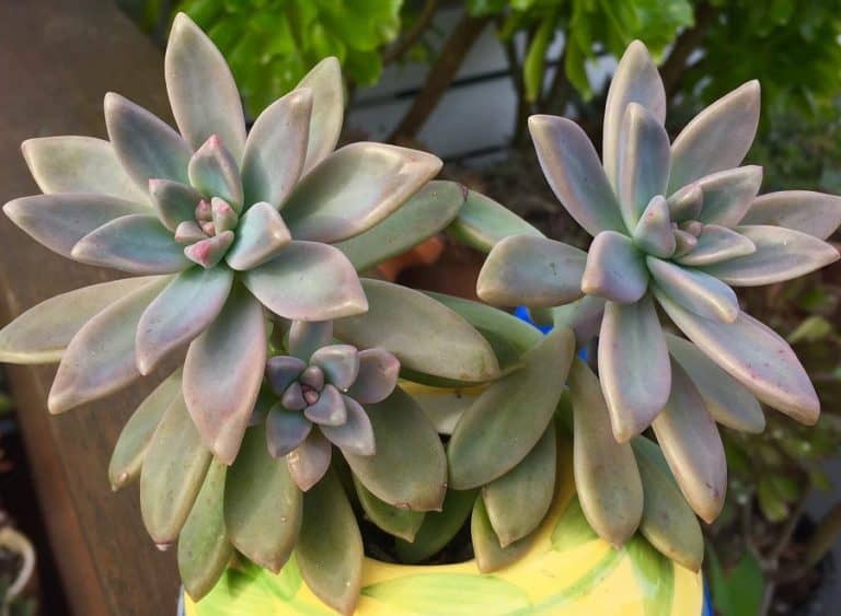 5 Graptosedum Varieties: Identification and Care Guide | Succulent Alley
