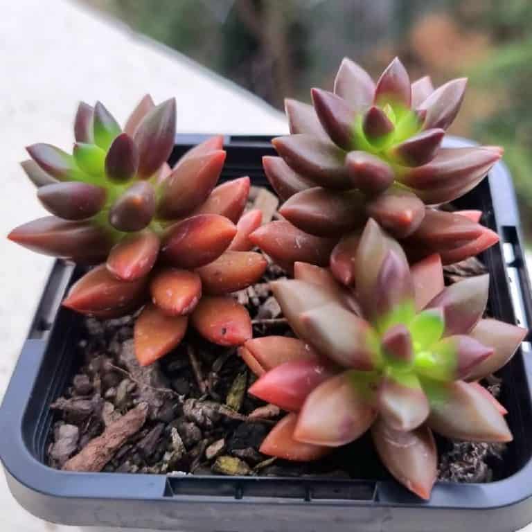 14 Sedeveria Varieties: Identification and Care Guide | Succulent Alley