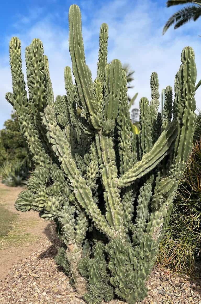 Cereus Peruvianus Monstrose: Characteristics and Care | Succulent Alley