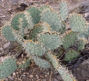 195 Opuntia Varieties: Identification and Care Guide | Succulent Alley