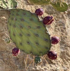 195 Opuntia Varieties: Identification and Care Guide | Succulent Alley