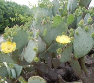 195 Opuntia Varieties: Identification and Care Guide | Succulent Alley
