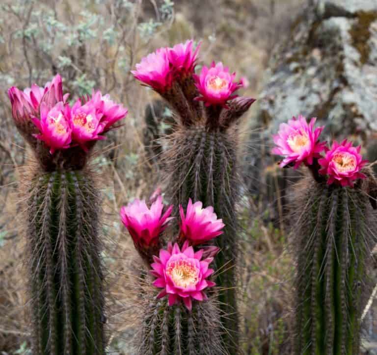 40 Trichocereus Varieties: Identification and Care Guide | Succulent Alley
