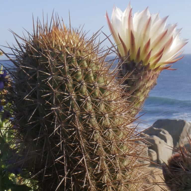 40 Trichocereus Varieties: Identification and Care Guide | Succulent Alley