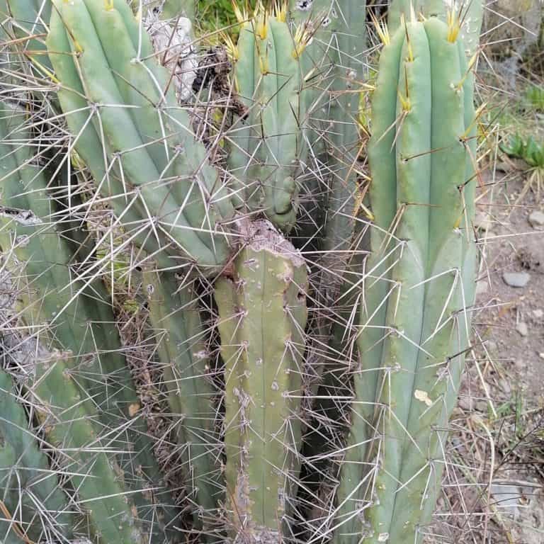 40 Trichocereus Varieties: Identification and Care Guide | Succulent Alley