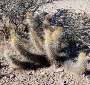 40 Trichocereus Varieties: Identification and Care Guide | Succulent Alley